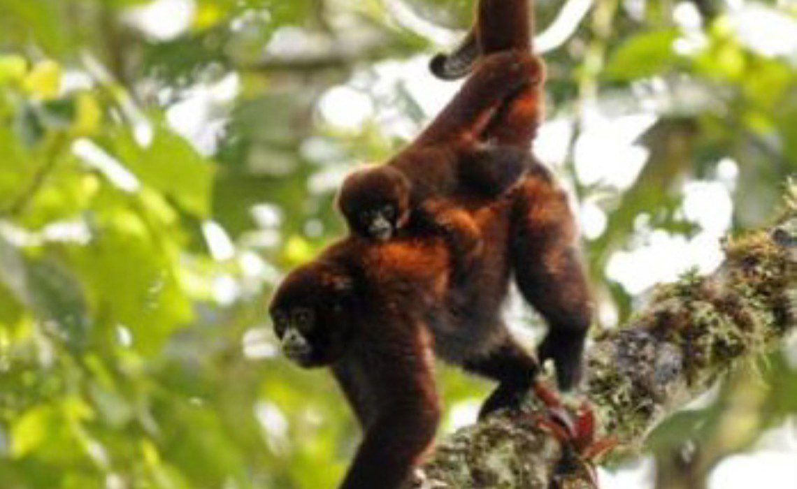Yellow Tailed Woolly Monkey