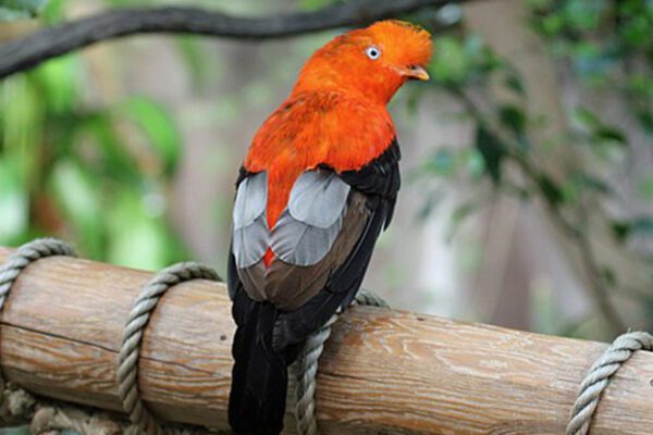 11 Amazing Native Animals of Peru