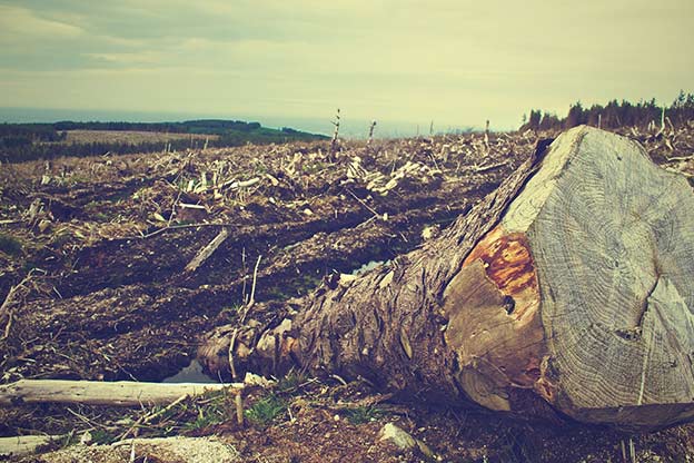 Businessman Is Denounced For The Second Time For Deforesting More Than ...