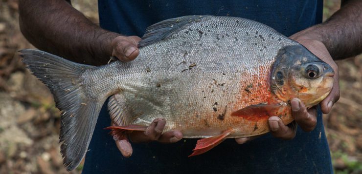 An Important Jungle Fish: Meet the Paco