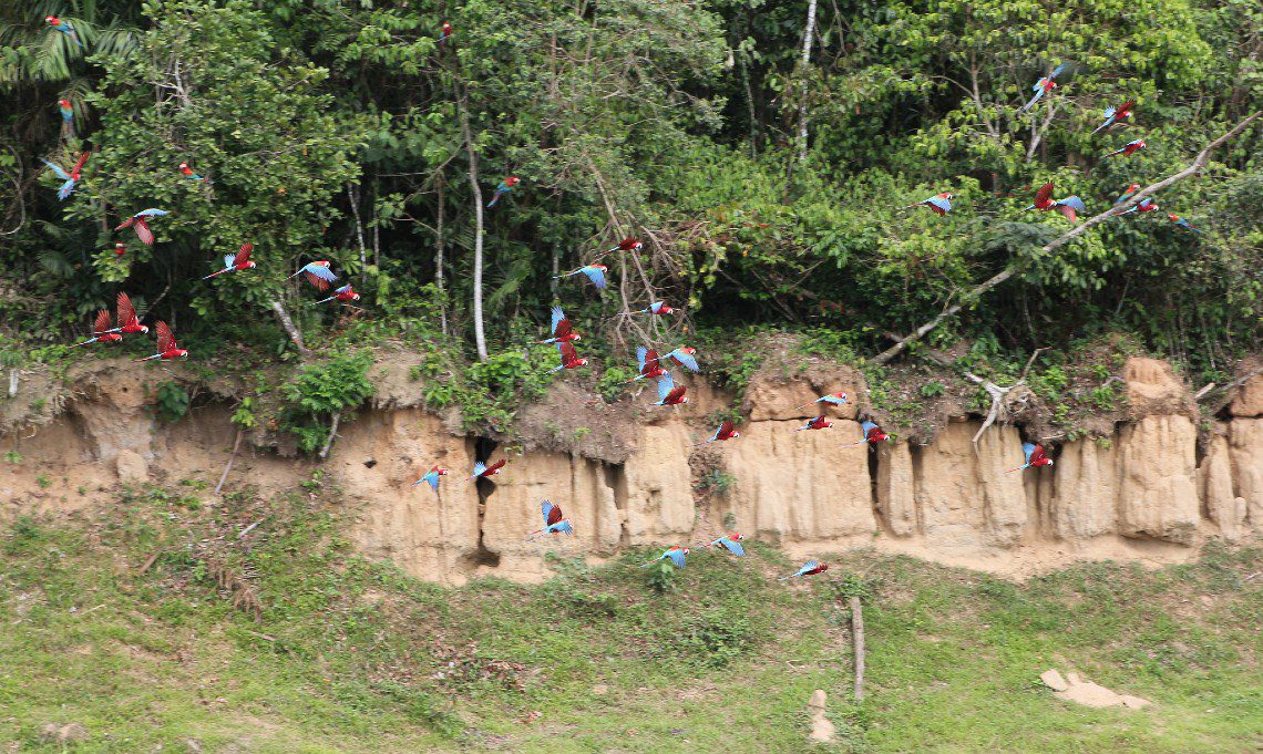 What to Do and See at Manu National Park in Peru